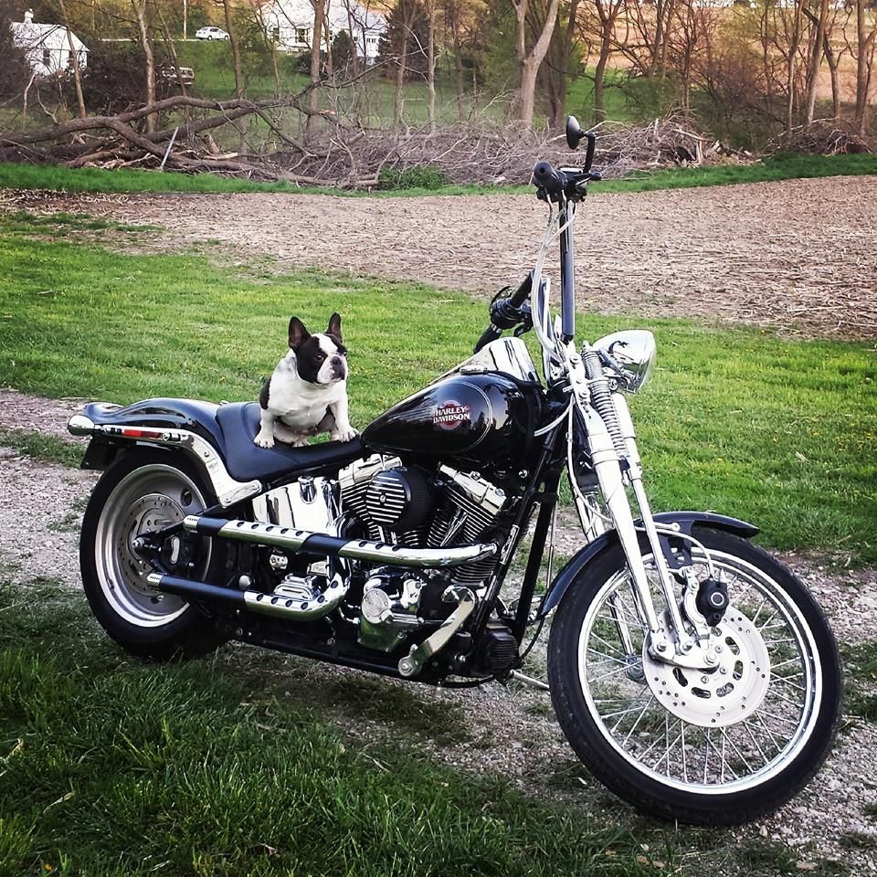 Women of Harley: Elizabeth S. | Harleys and Heels
